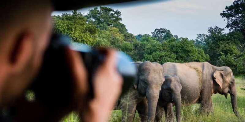 Ella: Shuttle to Tangalle/Mirissa/Galle & Udawalawa Safari - Who Will Love This Tour?