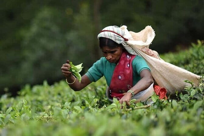 Ella Sri Lanka Cooking Class Experience - Frequently Asked Questions