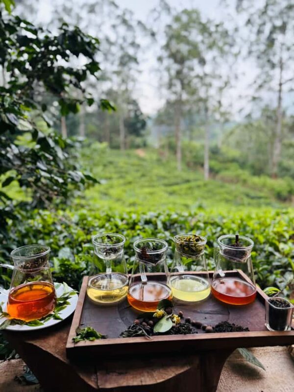 Ella: Tea-Making Experience Tour with Tasting & Snacks - FAQ