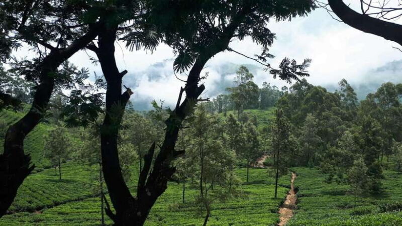 Ella: The Pekoe Trail Stage 16 - Ella to Demodara - FAQ