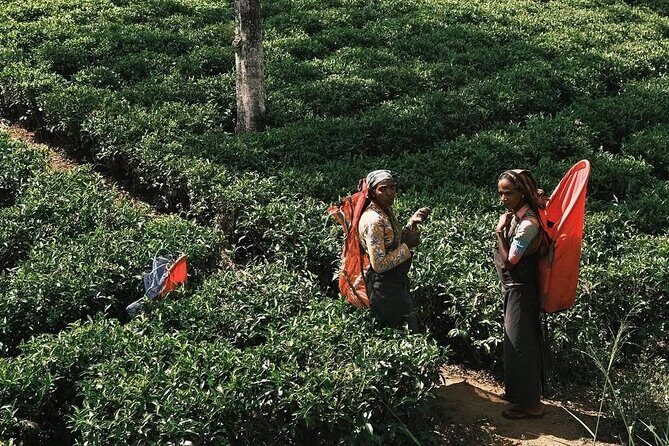 Ella to Ambewela Scenic Train Journey with Reserved Seats Ticket - The Experience: What to Expect on the Ella to Ambewela Scenic Train