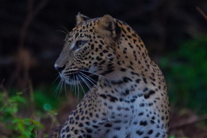 Ella to Galle Shuttle & Yala Safari Drive with Breakfast - Who Should Consider This Tour?