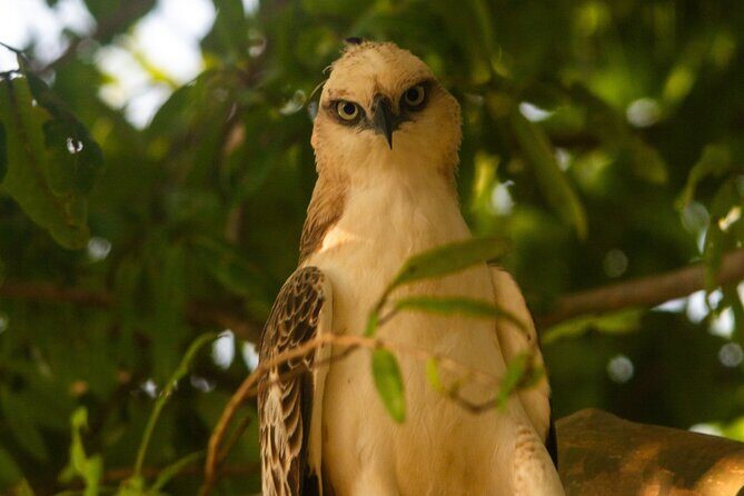 Ella to Galle Shuttle & Yala Safari Drive with Breakfast - FAQ