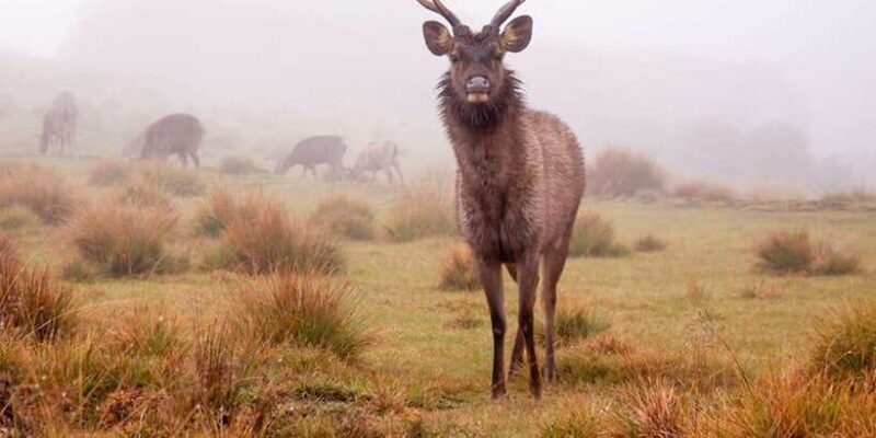 Ella to Horton Plains with Bakers Falls & Train Delights - The Sum Up: Who Should Book This Tour?