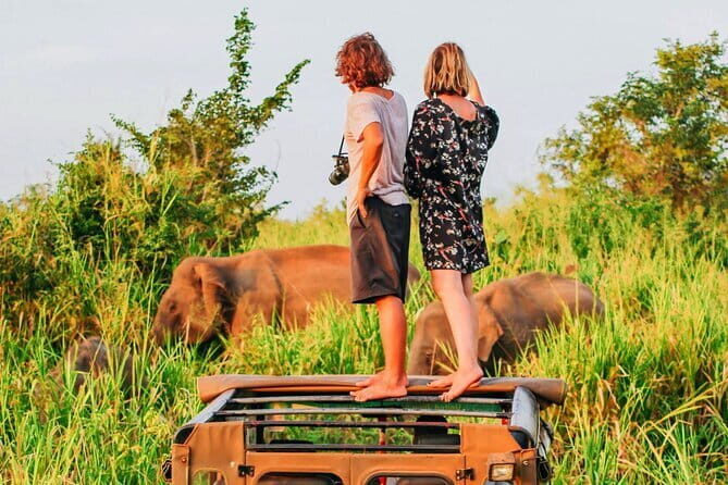 Ella to Mirissa Shuttle & Safari Drive - An Introduction to the Ella to Mirissa Safari & Transfer