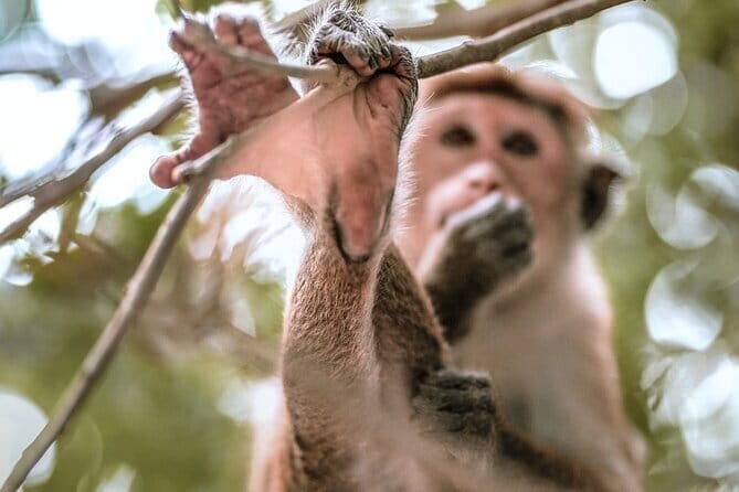 Ella to Mirissa Shuttle & Safari Drive - Who Should Book This Tour?