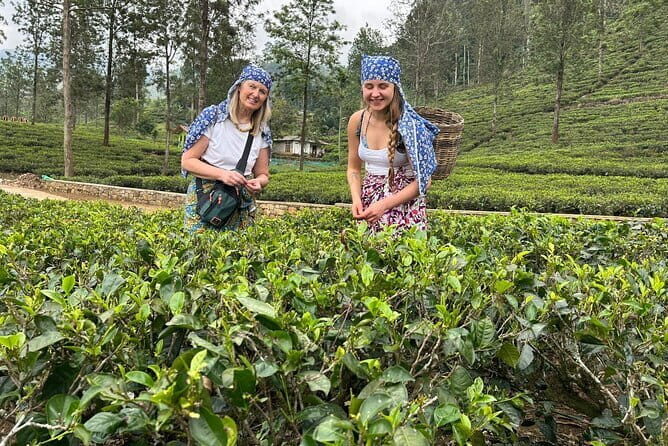 Ella to Nuwara Eliya Day trips with Mr.Tuk Tuk - An In-Depth Look at the Ella to Nuwara Eliya Day Trip