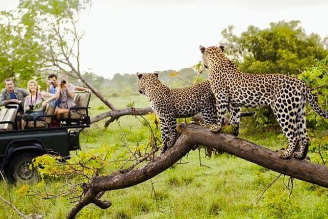 Ella To Yala National Park Private Transport - Ella to Yala National Park Private Transport: Honest Review for Travelers