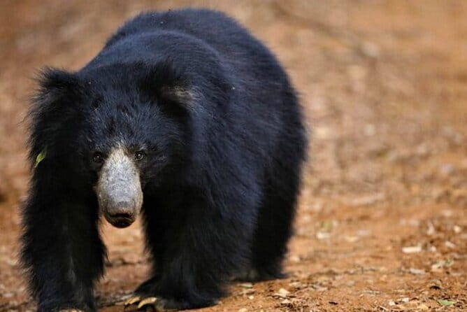 Ella To Yala National Park Private Transport - Why Choose Private Transport from Ella to Yala?