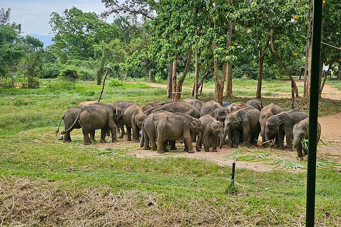 Ella Train Trip & Udawalawa Private Day Tour Bentota/Kosgoda - Why Travelers Love This Tour