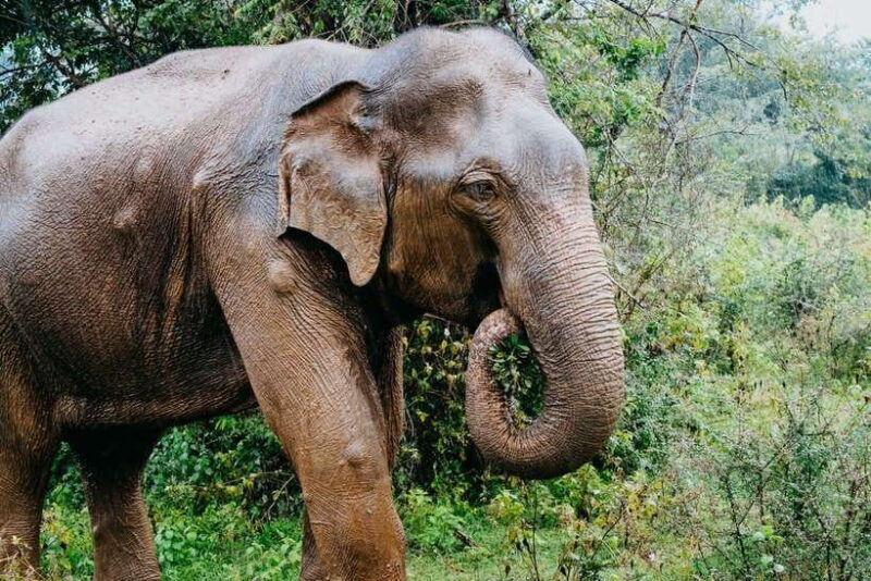 Ella: Transfer to Mirissa/Galle/Hikkaduwa & Udawalawe Safari - Who Will Love This Tour?