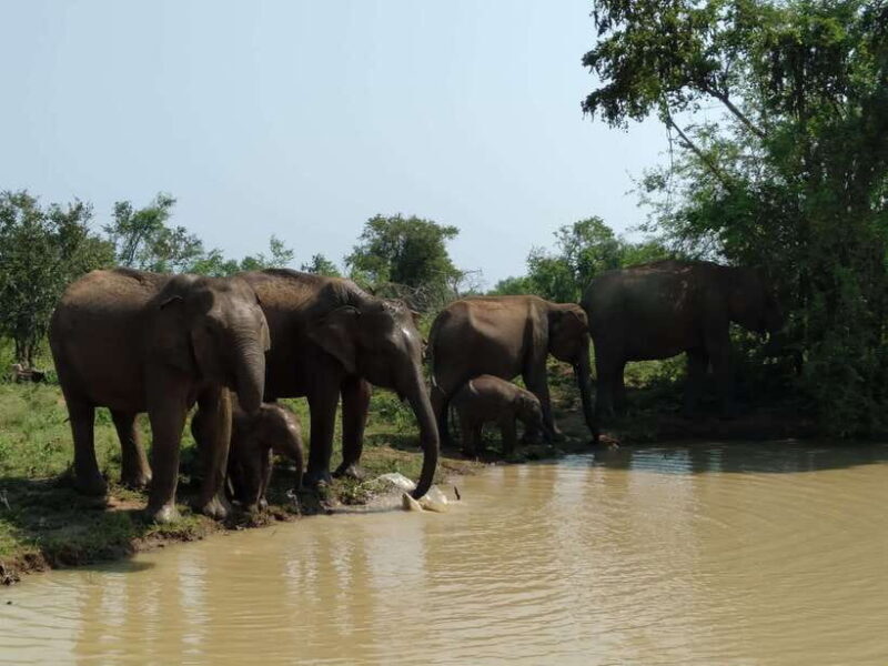 Ella: Transfer to Mirissa/Galle/Hikkaduwa & Udawalawe Safari - Final Thoughts