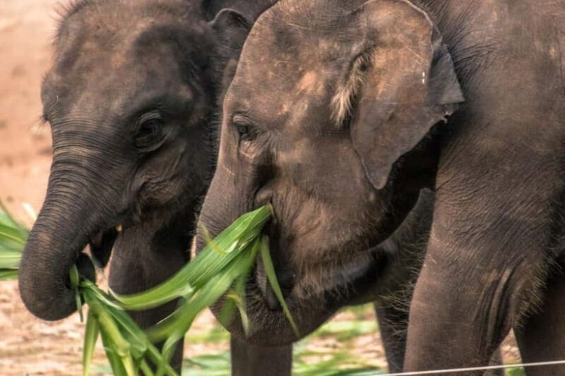 Ella - Udawalawa Safari - Drop to Mirissa/Weligama/Galle - Authentic Encounters and Real-World Insights