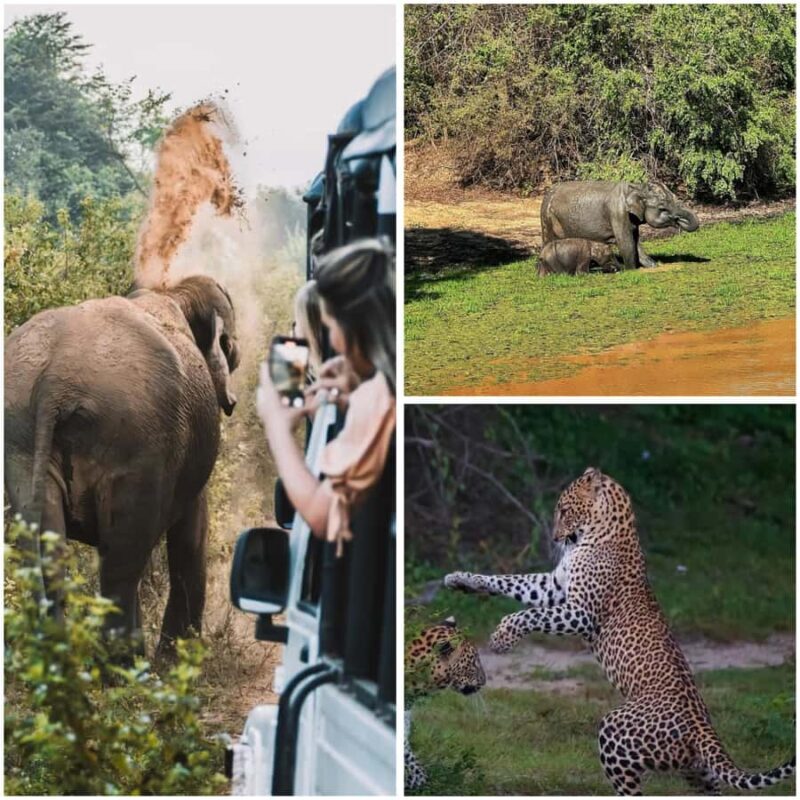 Ella: Udawalawe National Park Safari with Pickup - An In-Depth Look at the Udawalawe Safari Experience