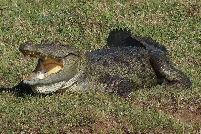 Ella: Udawalawe, Yala National Parks 2-Day Tour & Transfers - Authentic Experiences and Practical Tips