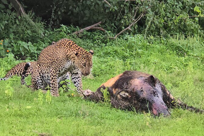 Ella, Yala & Mirissa: Nature and Adventure Escape All Inclusive - Key Points