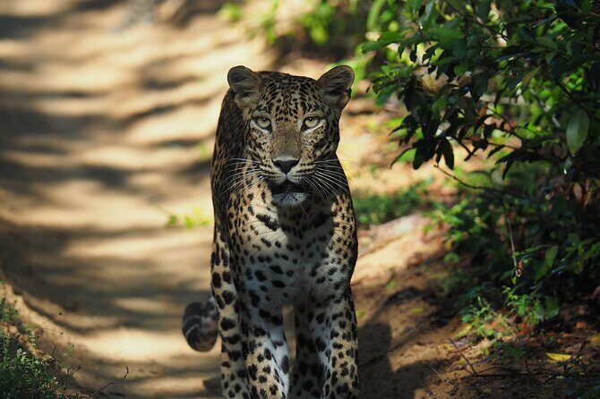 Ella, Yala & Mirissa: Nature and Adventure Escape All Inclusive - The Authenticity and Experience