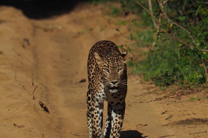 Ella, Yala & Mirissa: Nature and Adventure Escape All Inclusive - FAQ