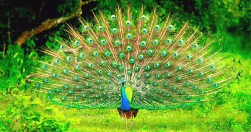 Ella: Yala National Park Safari with Coastal Drop-Off - Who Is This Tour Best For?