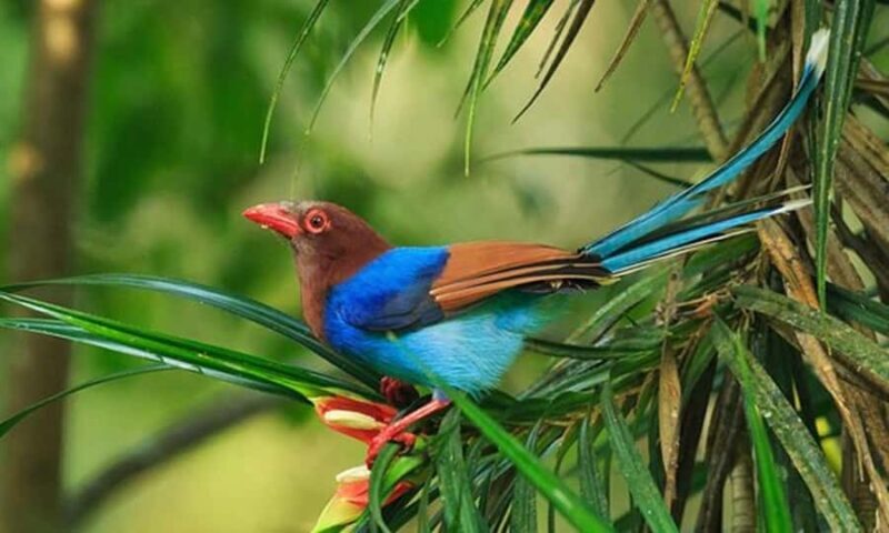 Ella: Yala National Park Safari with Coastal Drop-Off - The Sum Up: Is It Worth It?