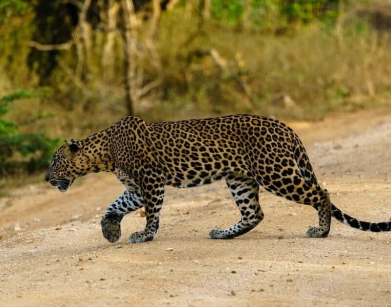 Ella : Yala Safari Drop : Arugambay / Arugam bay / Pottuvil - Key Points