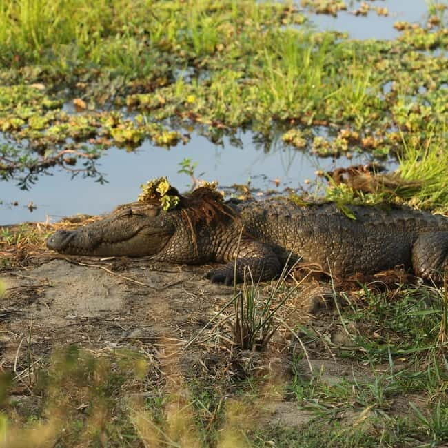Ella : Yala Safari Drop : Arugambay / Arugam bay / Pottuvil - An Inside Look at the Safari Experience