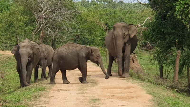 Ella : Yala Safari Drop : Arugambay / Arugam bay / Pottuvil - The Cost and What’s Included