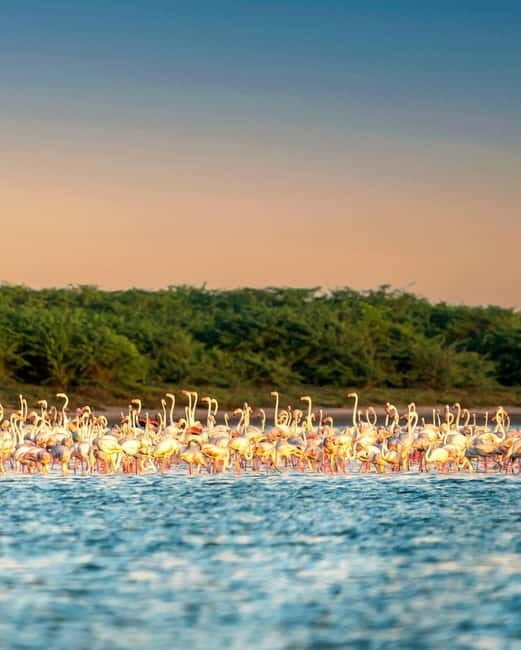 Ella : Yala Safari Drop : Arugambay / Arugam bay / Pottuvil - Why the Reviews Say It All