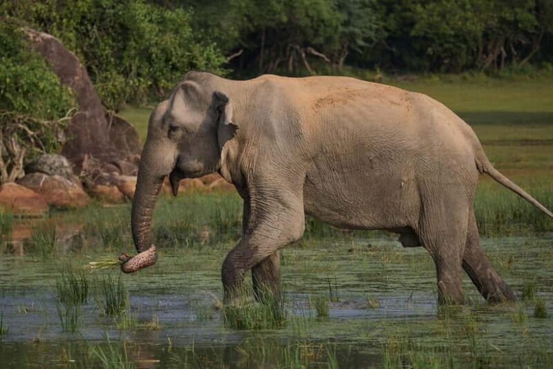 Ella: Yala Safari with Drop at Tangalle/ Hiriketiya/ Mirissa - How to Make the Most of the Tour