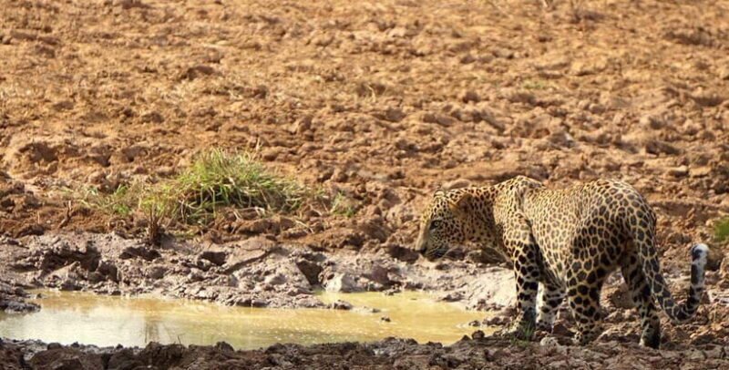 Ella: Yala Safari with Drop at Tangalle/ Hiriketiya/ Mirissa - Final Thoughts: Is This Tour Worth It?
