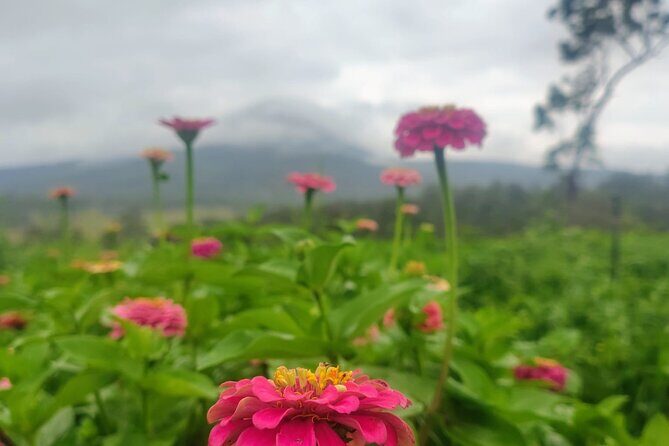 Ellia's Garden: Pick Your Own & Farm Family Fun - A Closer Look at Ellia’s Garden