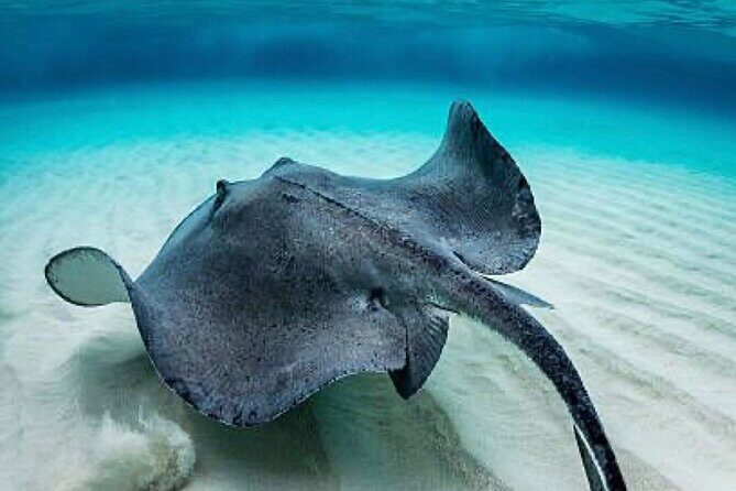 Set out on a Professional and Passionate Scuba Diving Adventure!" - Final Thoughts