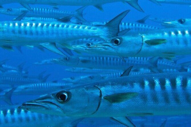 Set out on a Professional and Passionate Scuba Diving Adventure!" - Frequently Asked Questions