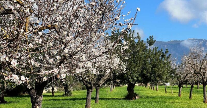 Embrace the enchantment of Mallorca's almond blossom season - Exploring Mallorca’s Almond Blossom Season and Beyond