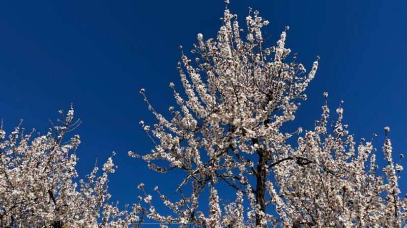 Embrace the enchantment of Mallorca's almond blossom season - Visiting the Historic Moorish Estate