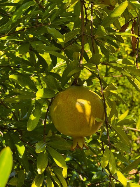 Embrace the enchantment of Mallorca's almond blossom season - The Orange Valley and Citrus Plantation
