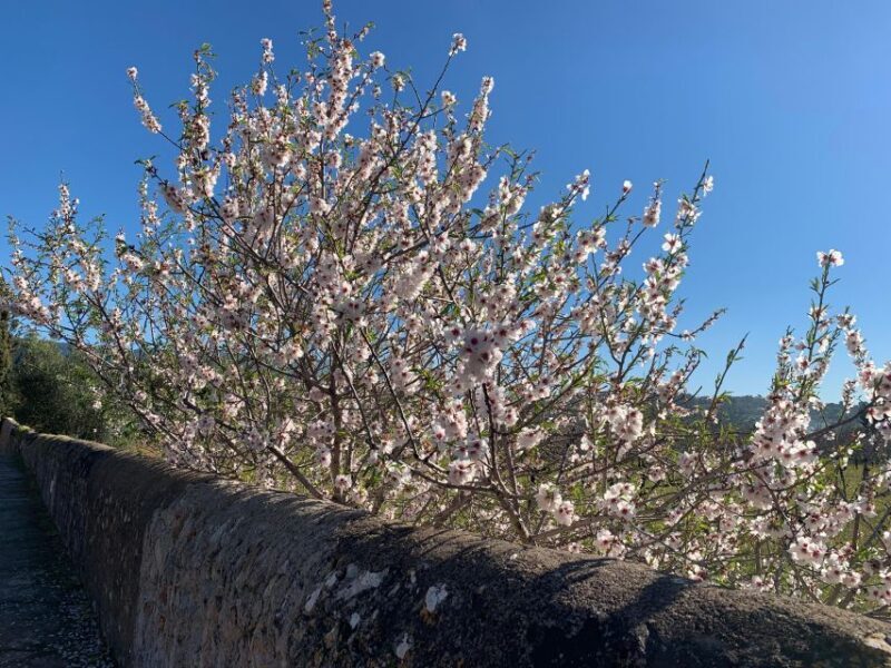 Embrace the enchantment of Mallorca's almond blossom season - Discovering Valldemossa