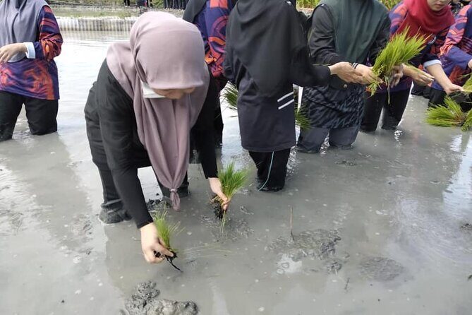 Embrace the Farmer's Way: Dive into the Paddy Farming Adventure - Final Thoughts