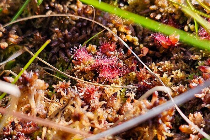 emeri Bogs Adventure: Explore Wetlands In Bog Shoes - Key Points