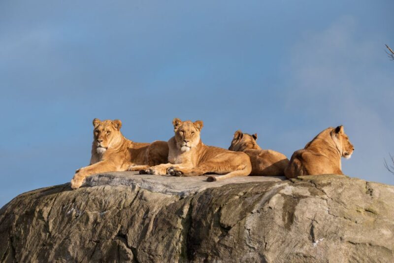 Emmen: Wildlands Adventure Zoo and Rimbula River Boat Ride - Key Points