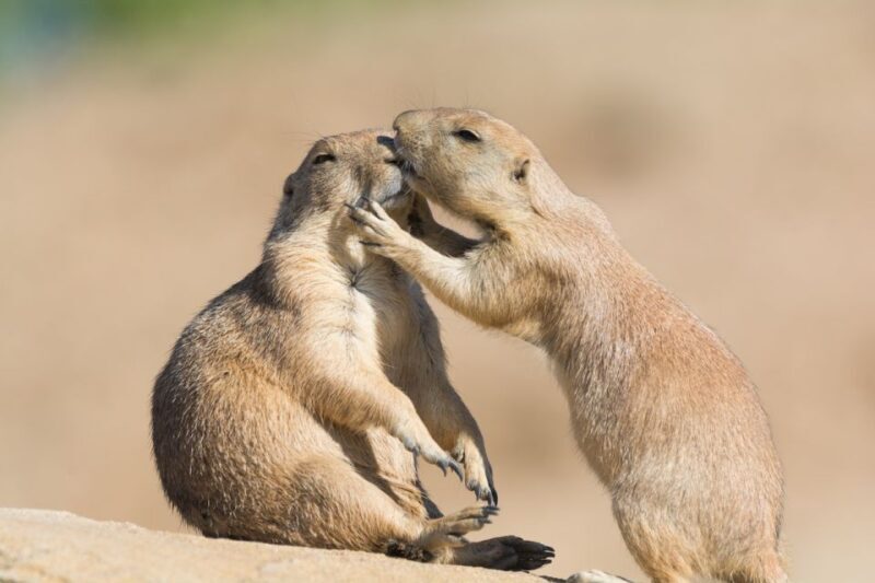 Emmen: Wildlands Adventure Zoo and Rimbula River Boat Ride - Frequently Asked Questions