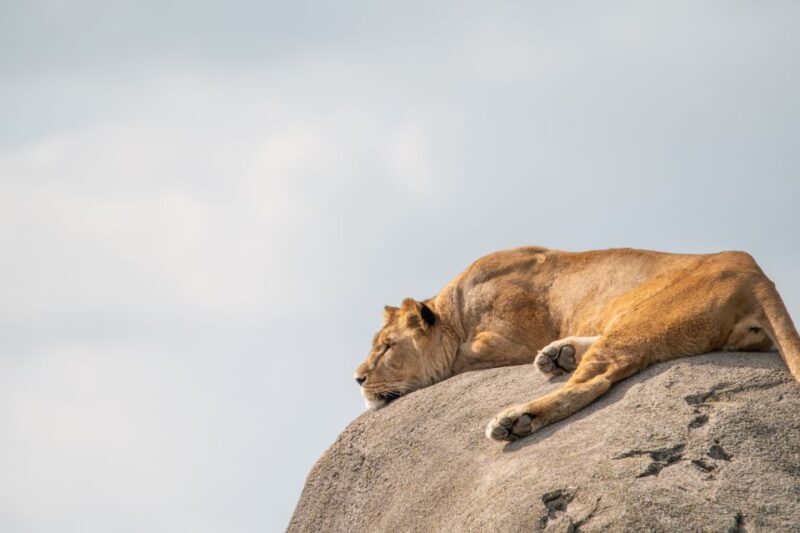 Emmen: Wildlands Adventure Zoo and Rimbula River Boat Ride - Final Thoughts