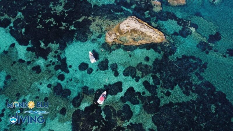 Emozionante tour della costa con drink incluso - The Marine Experience: What You’ll See