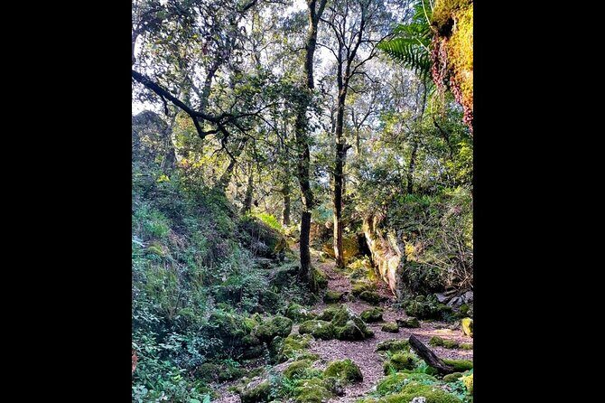 Enchanted Forest Hike and Wine Tasting Private Tour - Key Points: