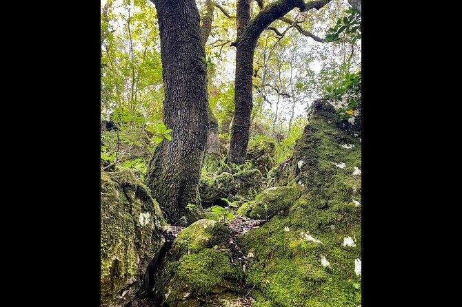 Enchanted Forest Hike and Wine Tasting Private Tour - A Closer Look at the Enchanted Forest Hike and Wine Tour