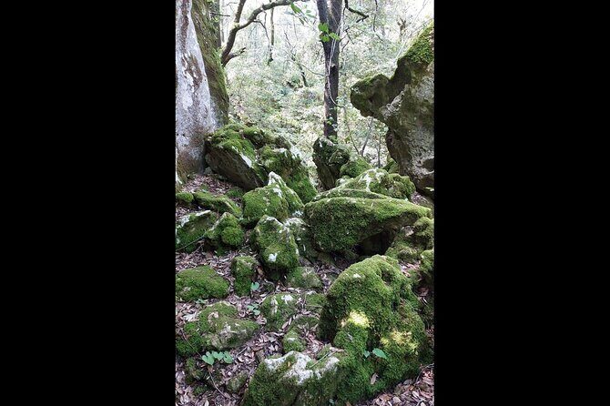 Enchanted Forest Hike and Wine Tasting Private Tour - FAQ