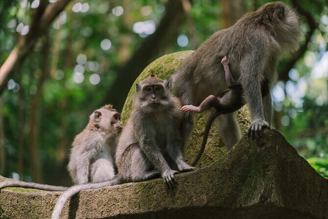 Enchanting Bali Tour with the Best Driver | All Included - Scenic Lunch at D Alas