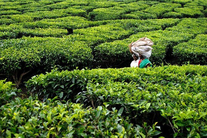 Enchanting Kerala: Tea Estate, Spice Plantation & Backwater Tour - Final Thoughts