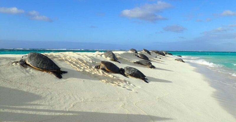 Enchanting Small Group Circle Island Tour of Oahu paradise - A Practical Look at the Oahu Circle Island Tour