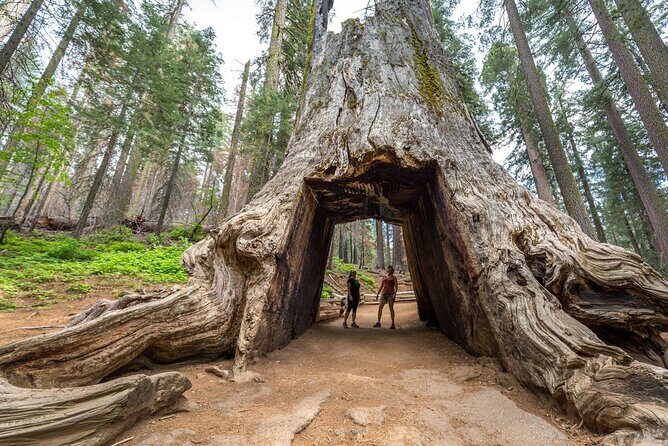 Enchanting Yosemite National Park Tour from San Francisco - FAQ
